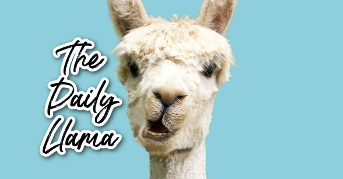 The Daily Llama Blue Insta Copy | The Sober Curator