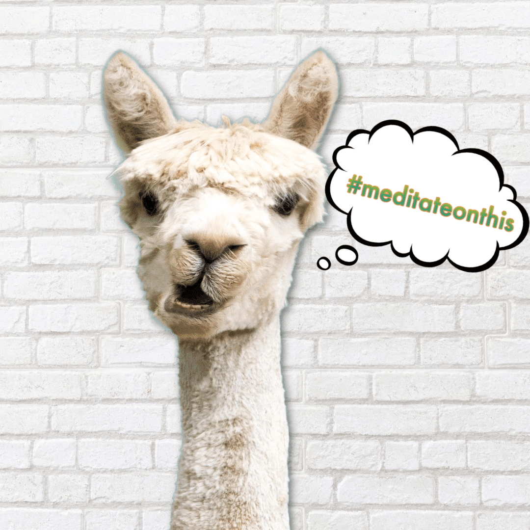 The Daily Llama Brick Quote Headshot | The Sober Curator