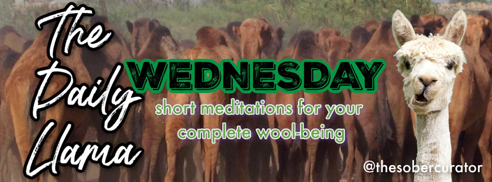 Daily Llama WEDNESDAY 1 | The Sober Curator