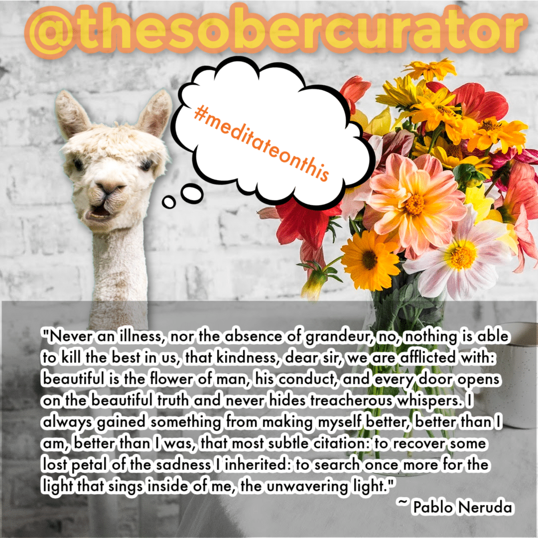 The Daily Llama Pablo | The Sober Curator