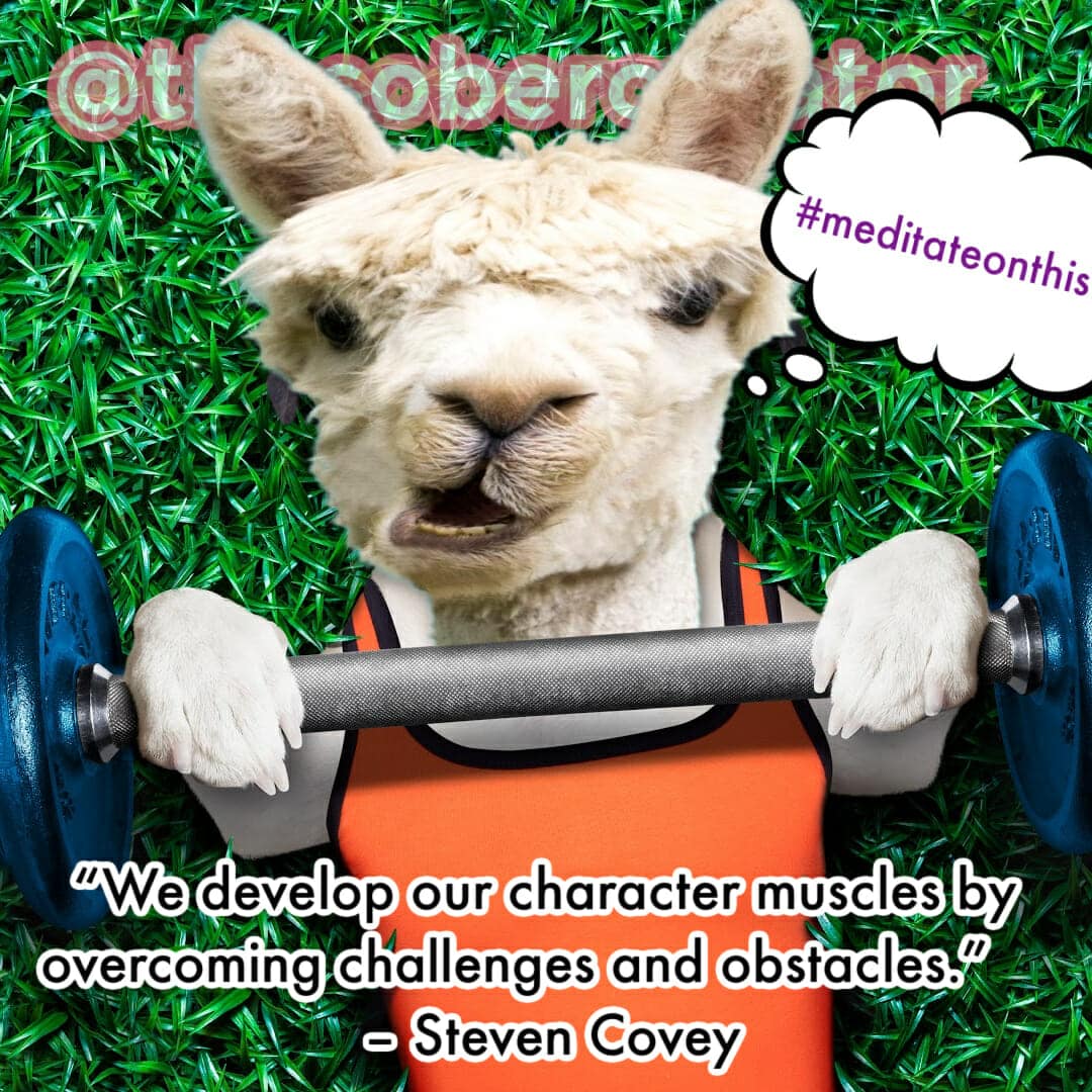 The Daily Llama Muscles 1 | The Sober Curator