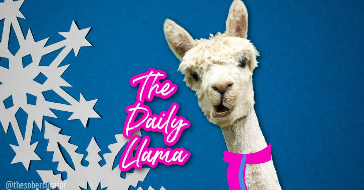 The Daily Llama Jan 25 Copy 3 | The Sober Curator