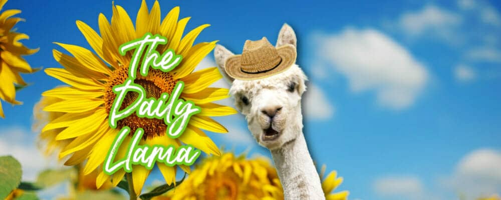 The Daily Llama Daily Reflections