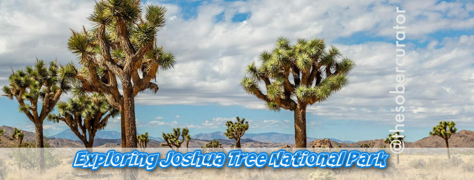 Exploring Joshua Tree Solo And Sober, Traveling Sober