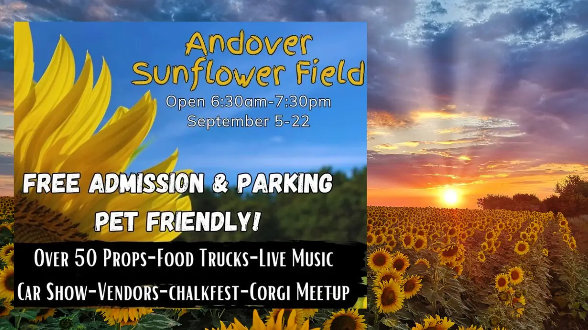 Andover Sunflower Field - Season Opening September 5th, 2024